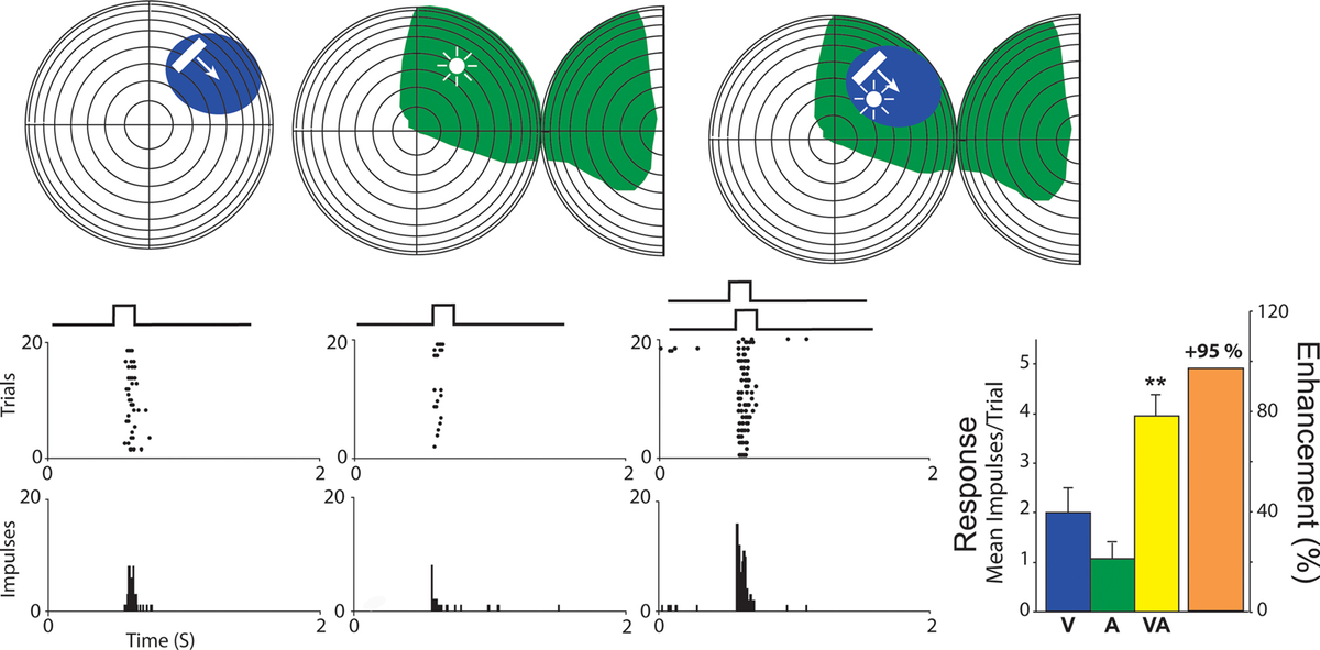 Frontiers | Postnatal experiences influence how the brain integrates ...