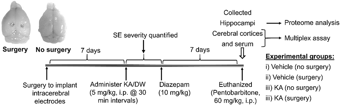 Frontiers | The Impacts of Surgery and Intracerebral Electrodes in ...