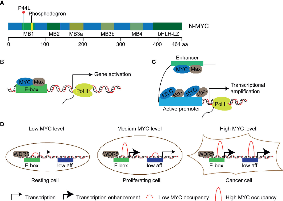Frontiers | Molecular Mechanisms of MYCN Dysregulation in Cancers