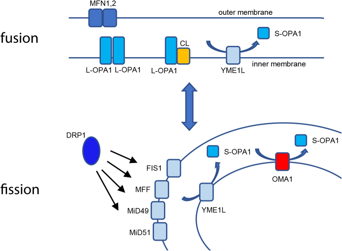 Frontiers | Mitochondrial OMA1 and OPA1 as Gatekeepers of Organellar ...