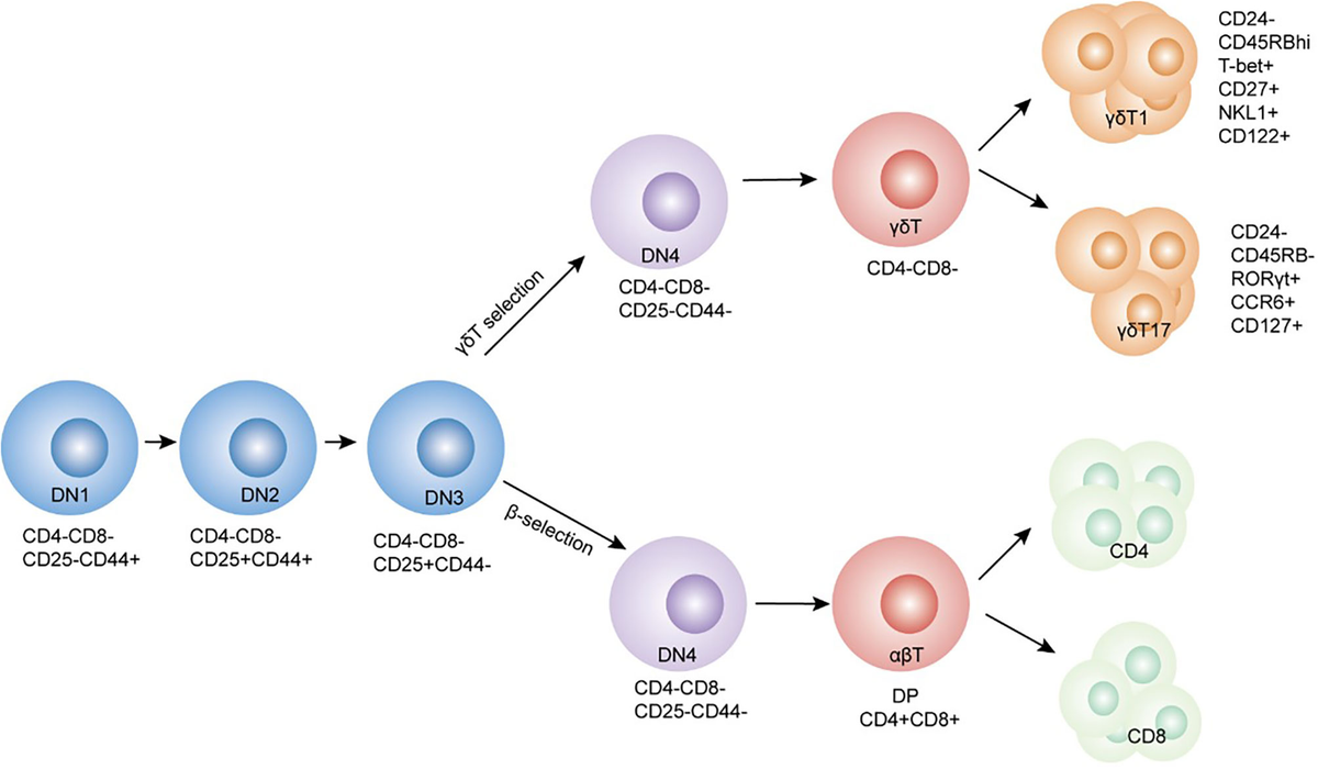 Frontiers | Gamma Delta T Cells and Their Pathogenic Role in Psoriasis