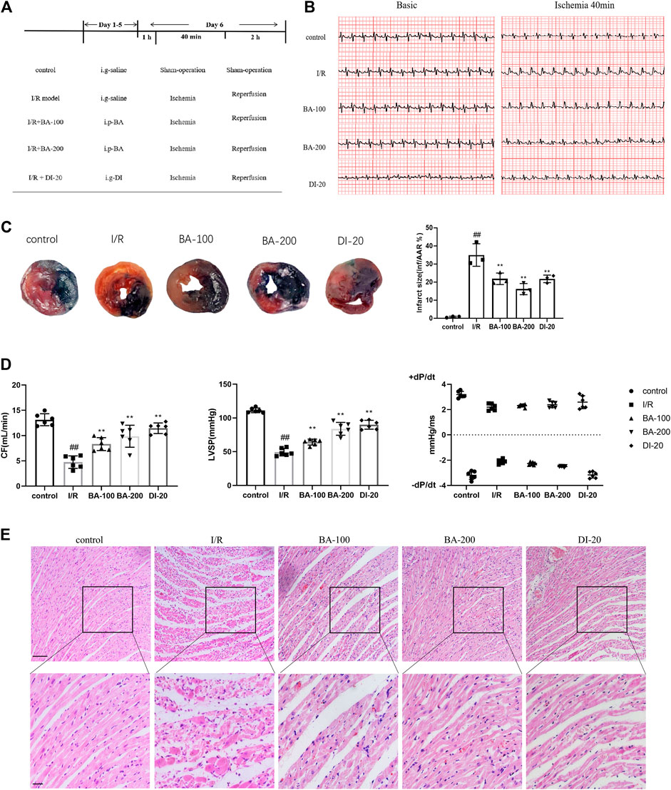 Frontiers | Baicalin Prevents Myocardial Ischemia/Reperfusion Injury ...