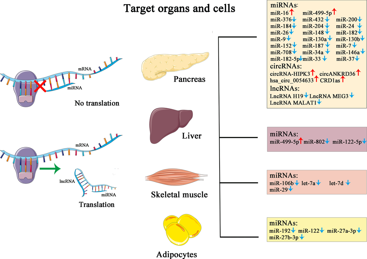 Frontiers | Non-Coding RNA as Biomarkers for Type 2 Diabetes ...