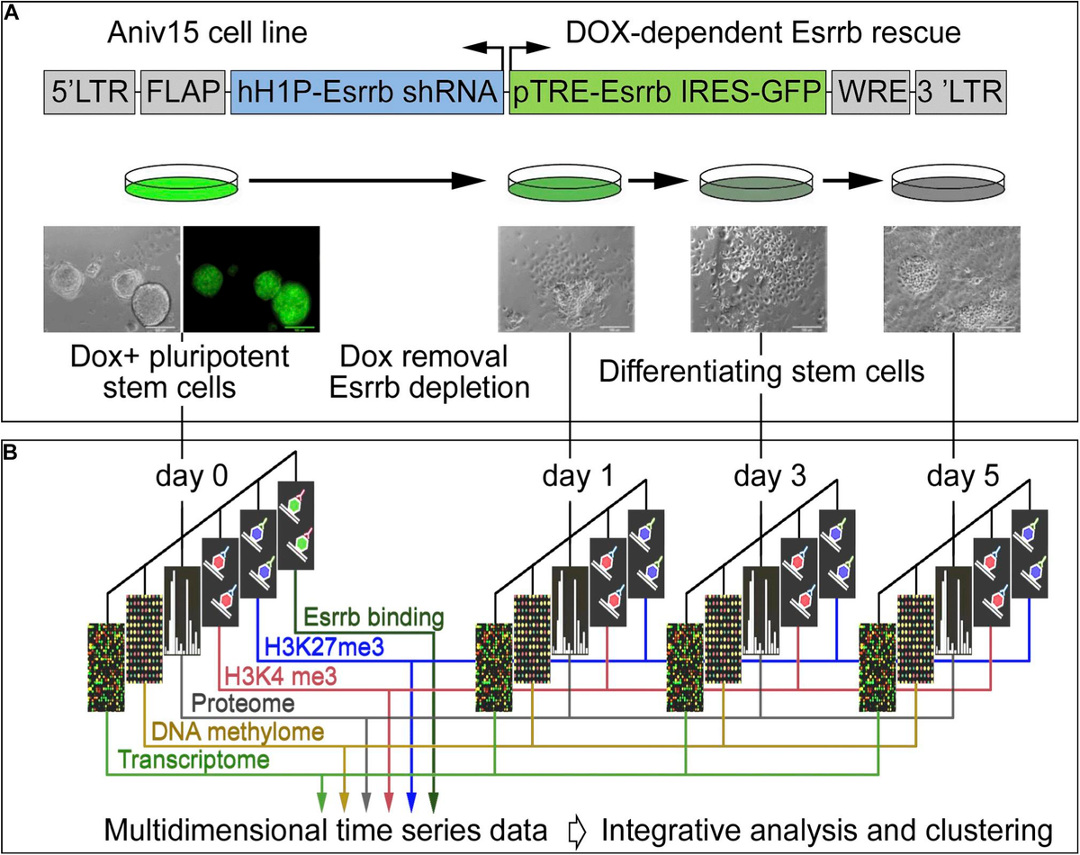 Frontiers | An Esrrb and Nanog Cell Fate Regulatory Module Controlled ...