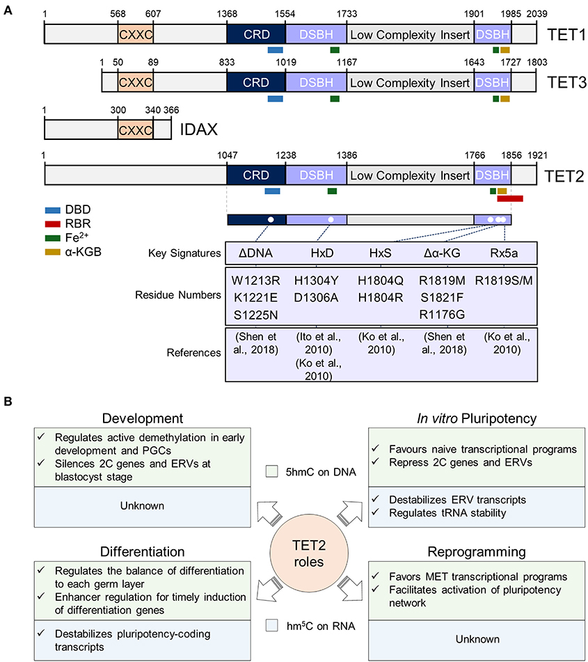 Frontiers | The Complexity of TET2 Functions in Pluripotency and ...
