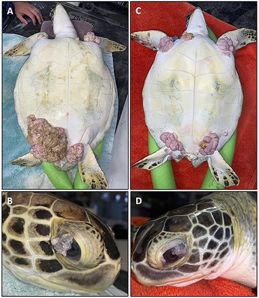 Frontiers | Transcriptomic Profiling of Fibropapillomatosis in Green ...