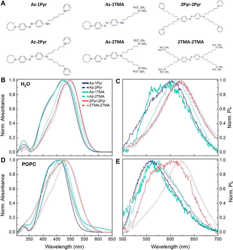 Frontiers | Molecular Design of Amphiphilic Plasma Membrane-Targeted ...
