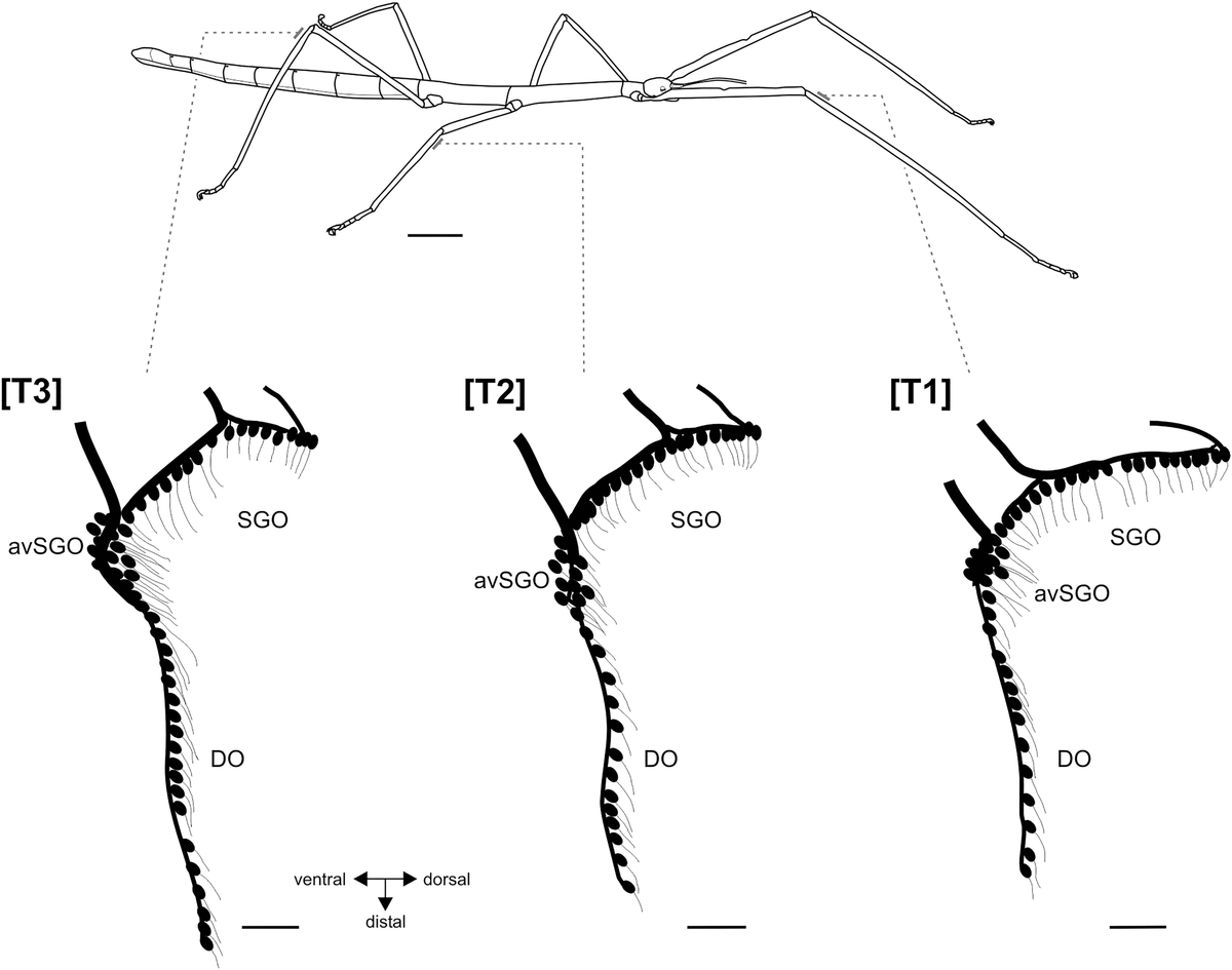 Frontiers | The Subgenual Organ Complex in Stick Insects: Functional ...
