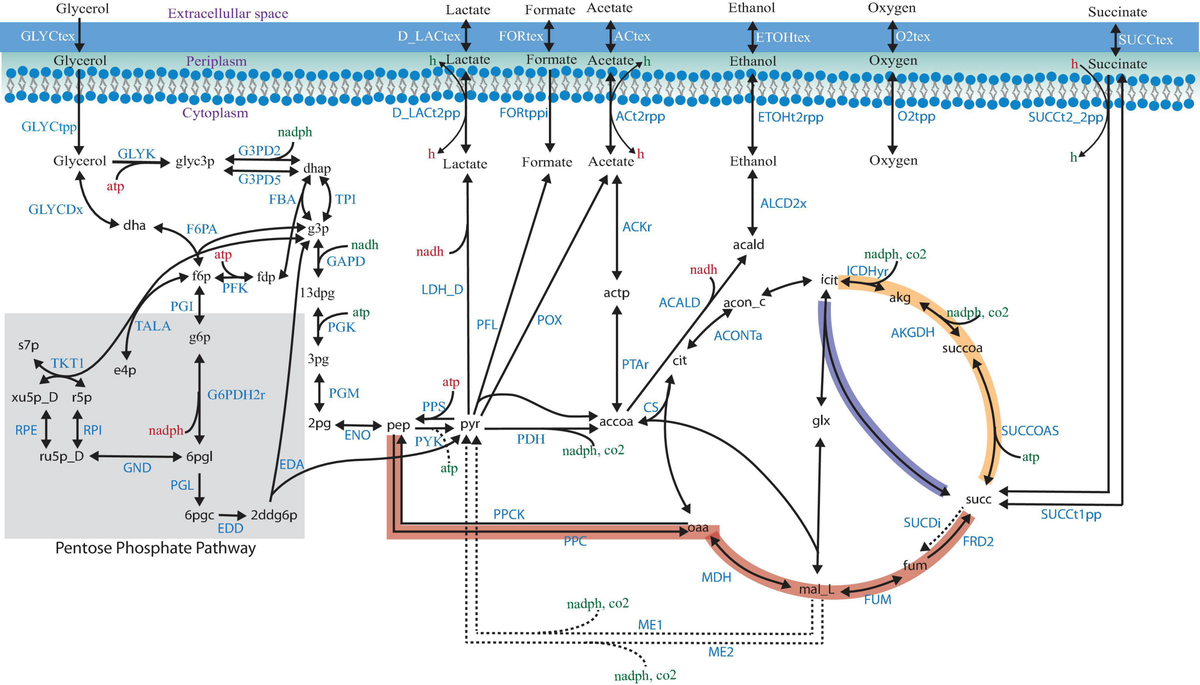 Frontiers | In silico Design for Systems-Based Metabolic Engineering ...