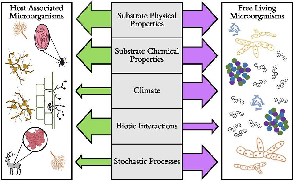 Frontiers | The Utility of Macroecological Rules for Microbial Biogeography