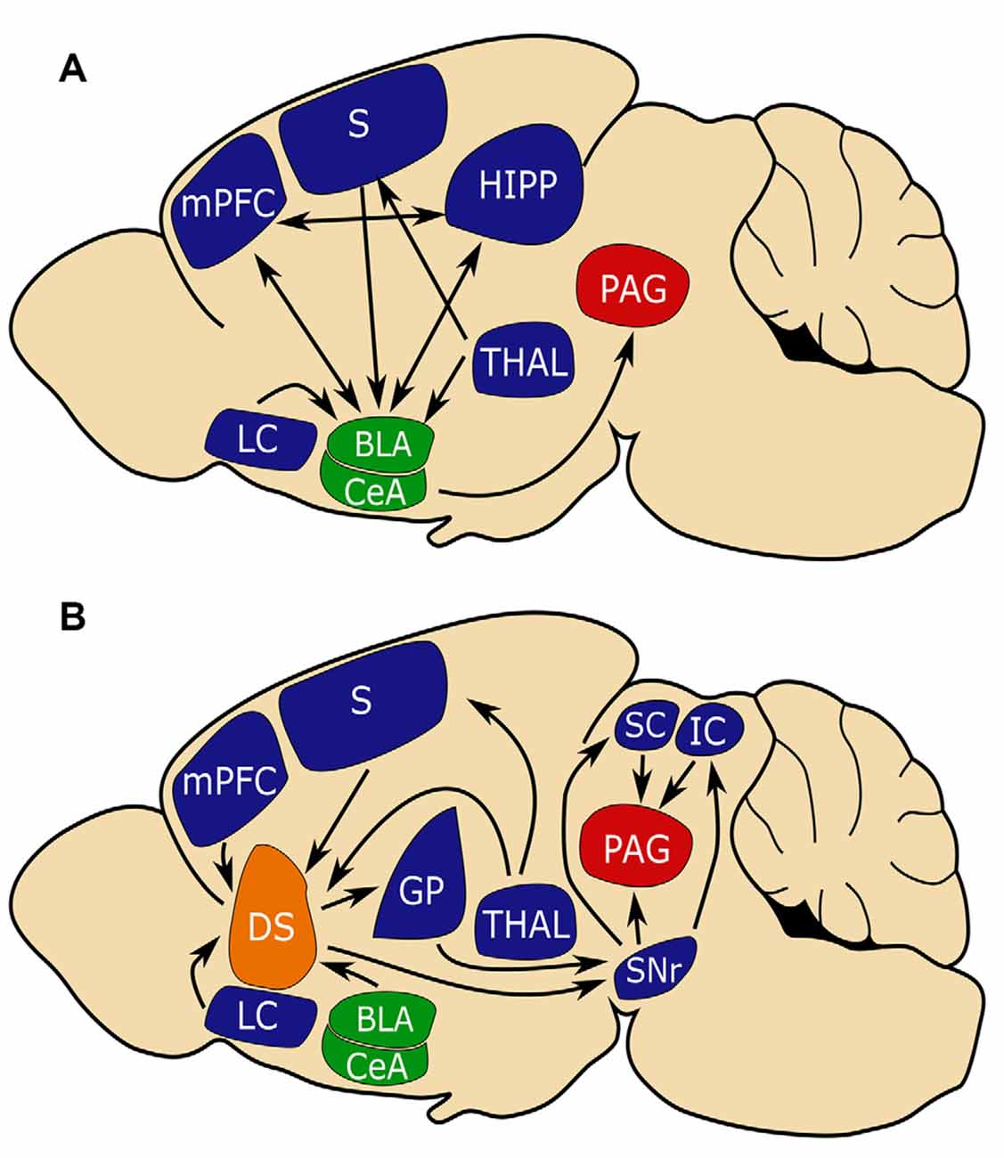 Frontiers | Roles for the Dorsal Striatum in Aversive Behavior
