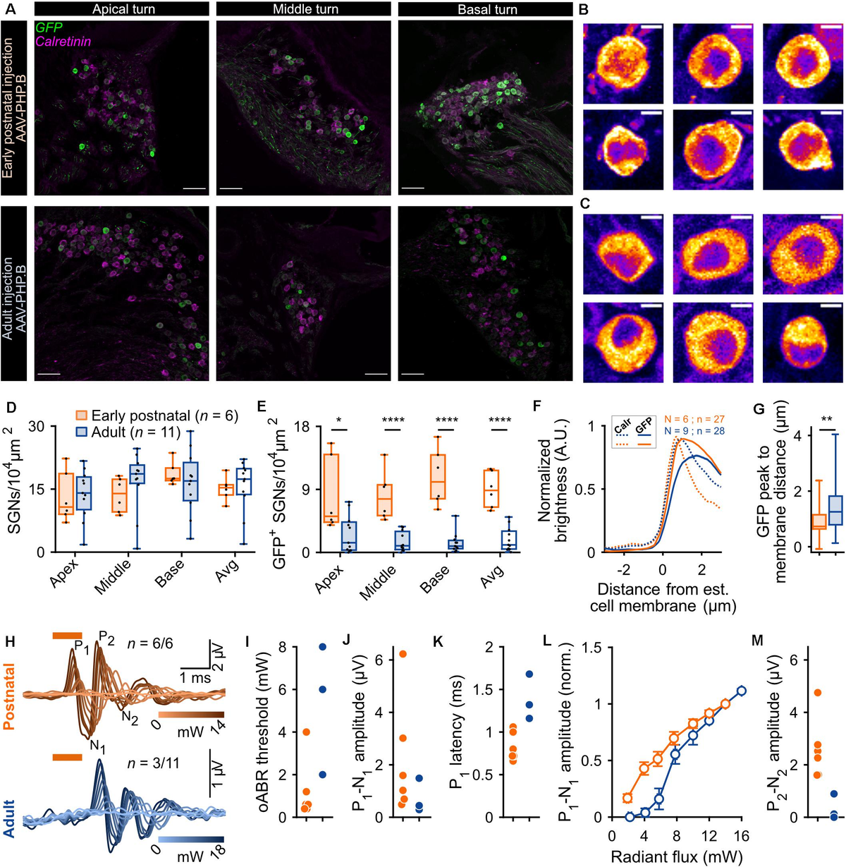 Frontiers | Developing Fast, Red-Light Optogenetic Stimulation of ...