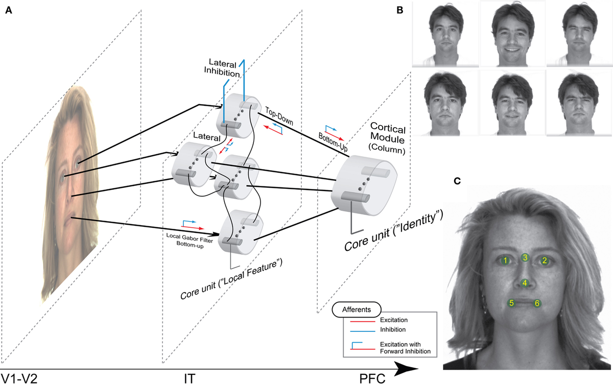 Frontiers | Experience-driven formation of parts-based representations ...