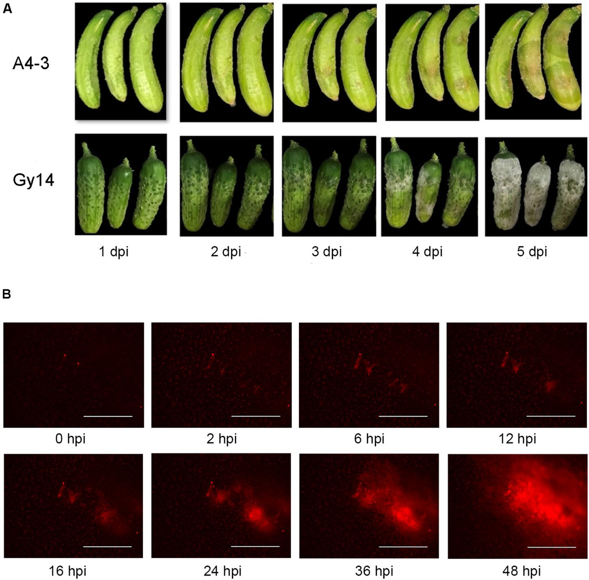 Frontiers | Quantitative High-Throughput, Real-Time Bioassay for Plant ...