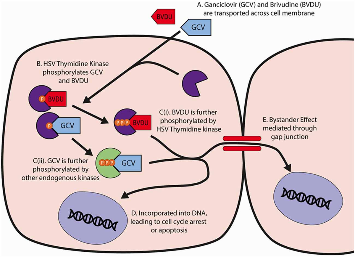 Frontiers | Neural Progenitor Cells Expressing Herpes Simplex Virus ...