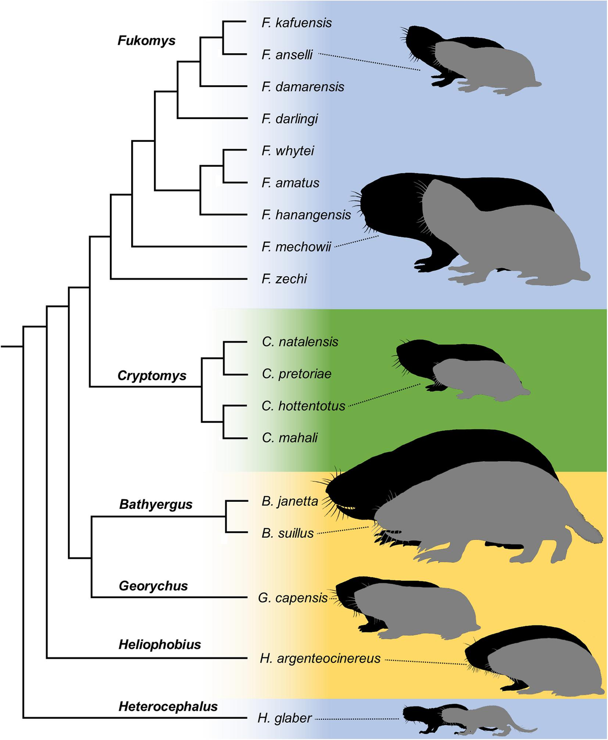 Frontiers | Effects of Sex and Breeding Status on Skull Morphology in ...