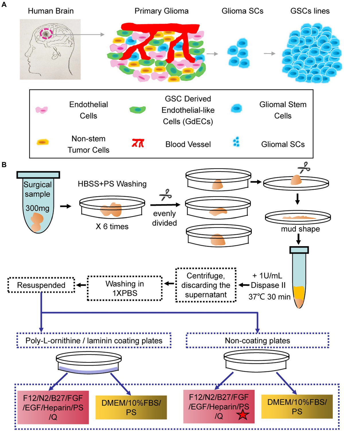 Frontiers | A Fast and Efficient Approach to Obtaining High-Purity ...