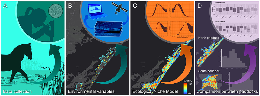 Frontiers | The Potential Distribution of Pythium insidiosum in the ...