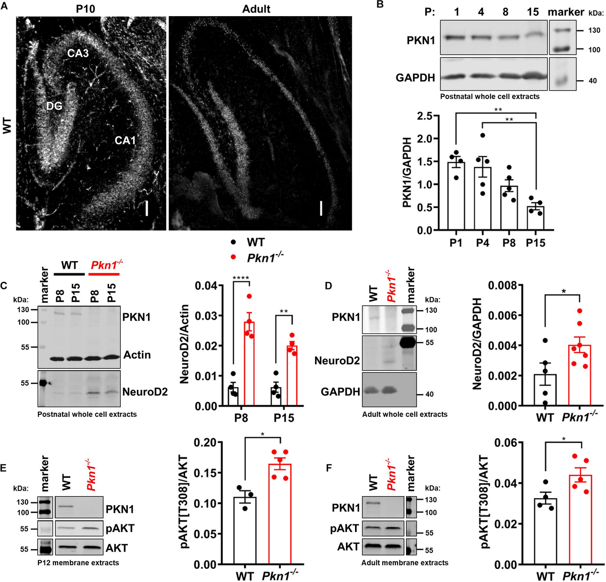 Frontiers | PKN1 Is a Novel Regulator of Hippocampal GluA1 Levels
