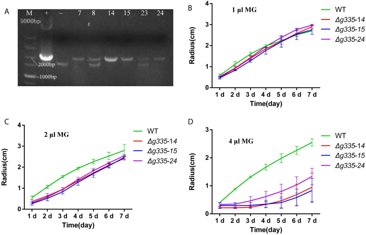 Frontiers | Methylglyoxal Has Different Impacts on the Fungistatic ...