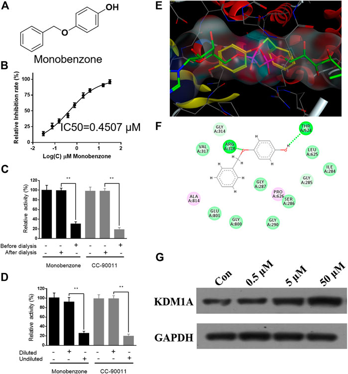 Frontiers | Monobenzone, a Novel and Potent KDM1A Inhibitor, Suppresses ...