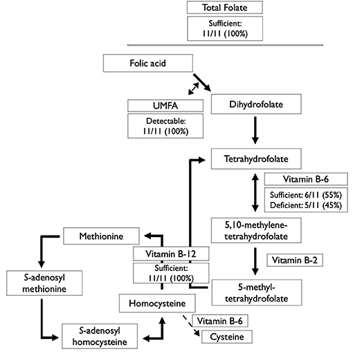 Frontiers | Detectable Unmetabolized Folic Acid and Elevated Folate ...