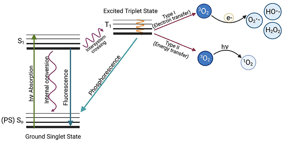 Frontiers | Factors Determining the Susceptibility of Bacteria to ...