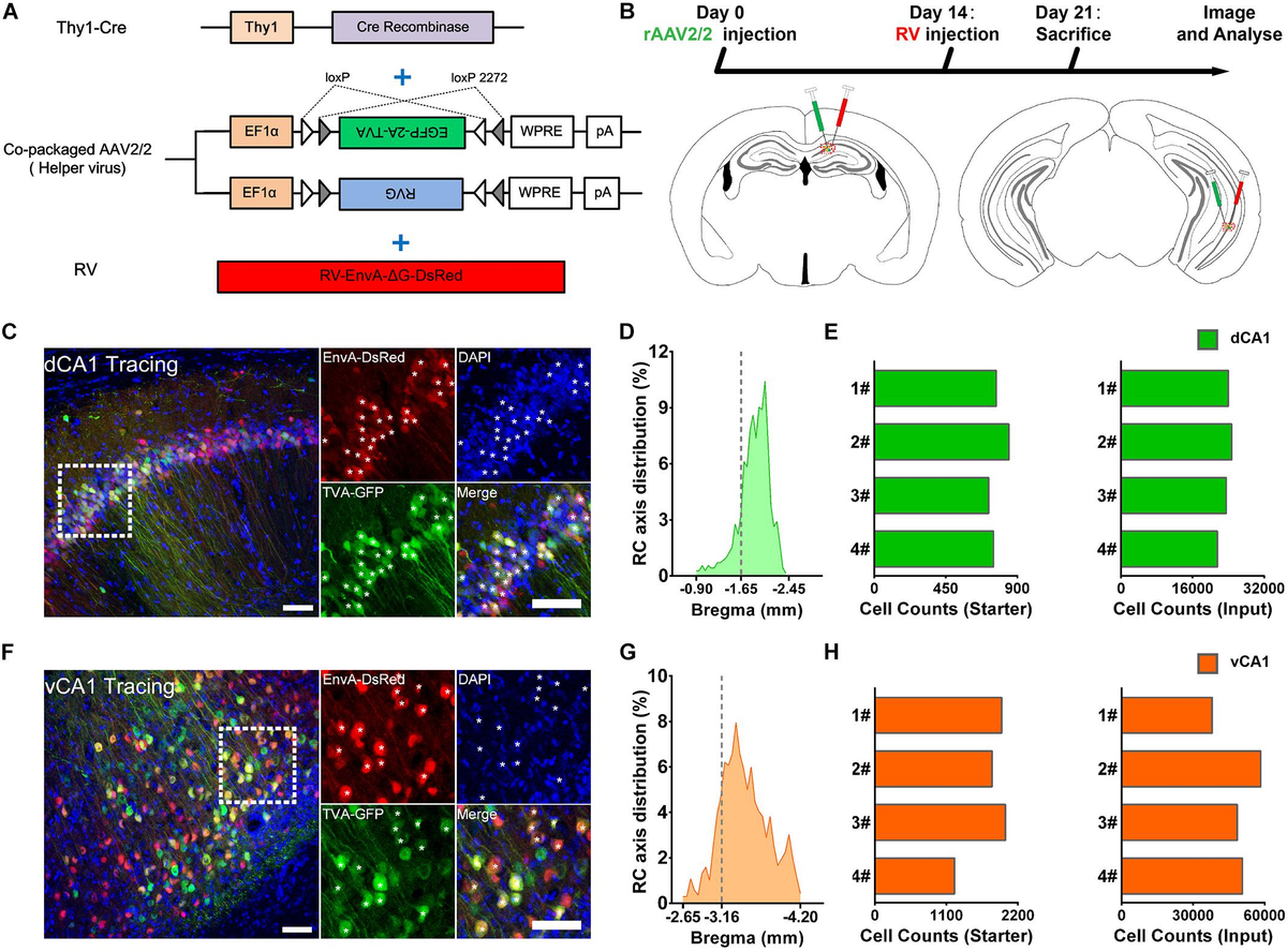 Frontiers | Whole-Brain Mapping the Direct Inputs of Dorsal and Ventral CA1 Projection Neurons