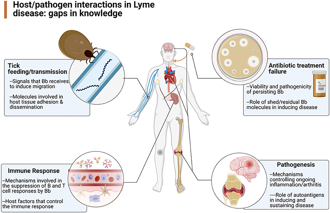 Frontiers | Report of the Pathogenesis and Pathophysiology of Lyme Disease Subcommittee of the ...