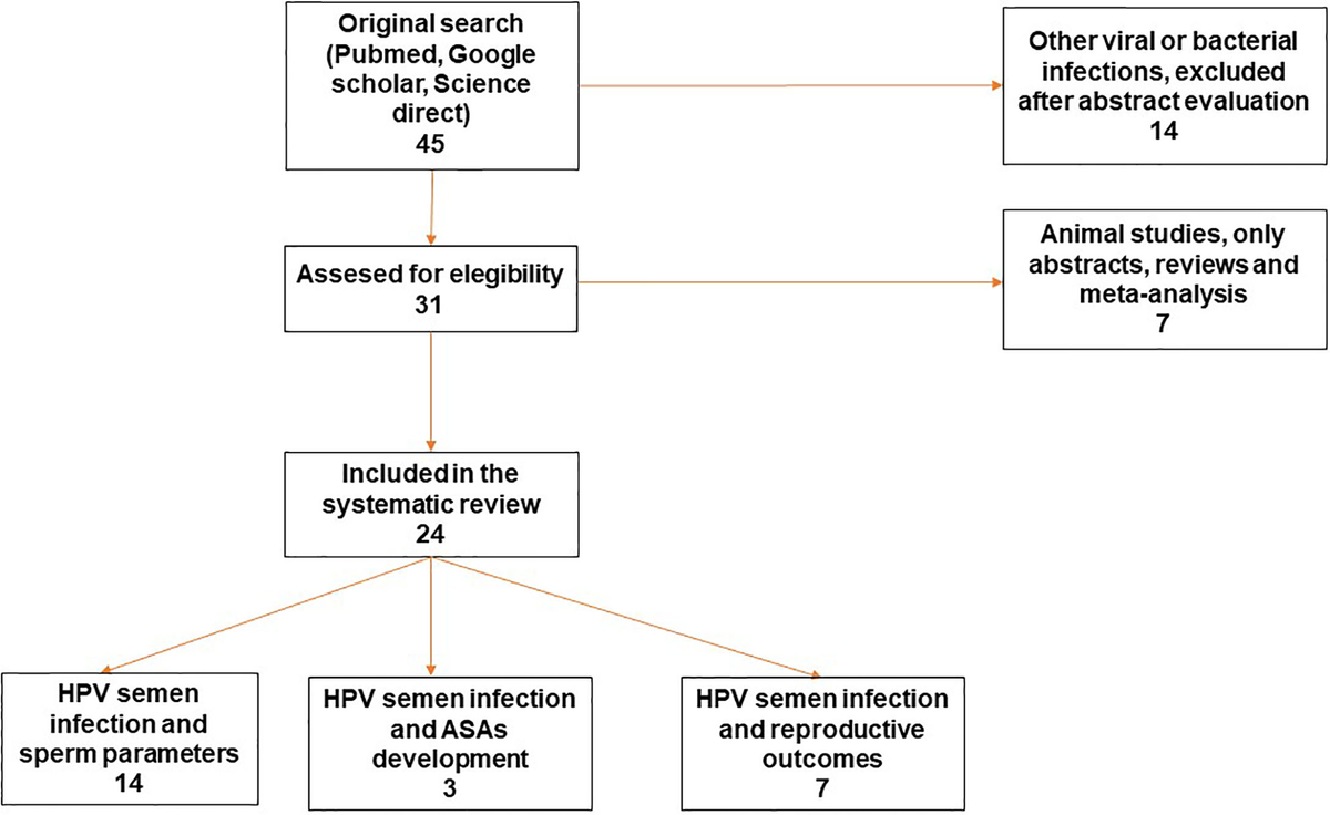 Frontiers | Is HPV the Novel Target in Male Idiopathic Infertility? A ...
