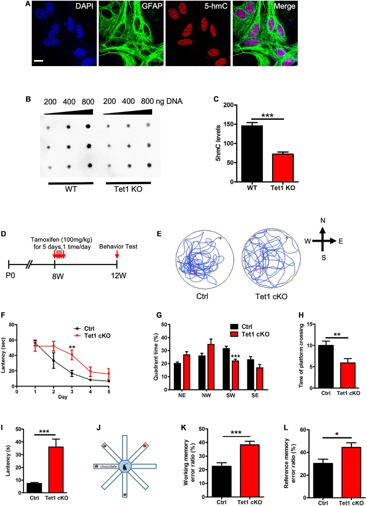 Frontiers | Tet1 Regulates Astrocyte Development and Cognition of Mice ...