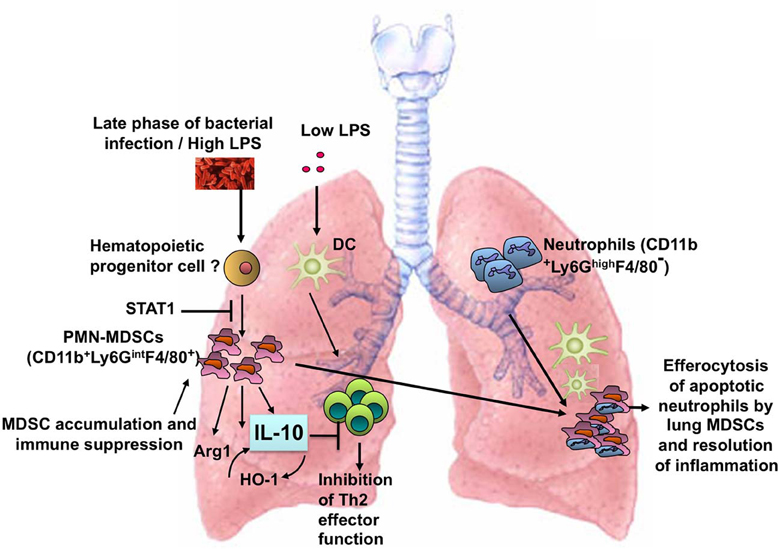 Frontiers | Immunosuppressive MDSCs induced by TLR signaling during ...
