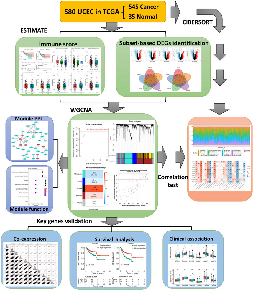 Frontiers | Mining TCGA Data for Key Biomarkers Related to Immune ...