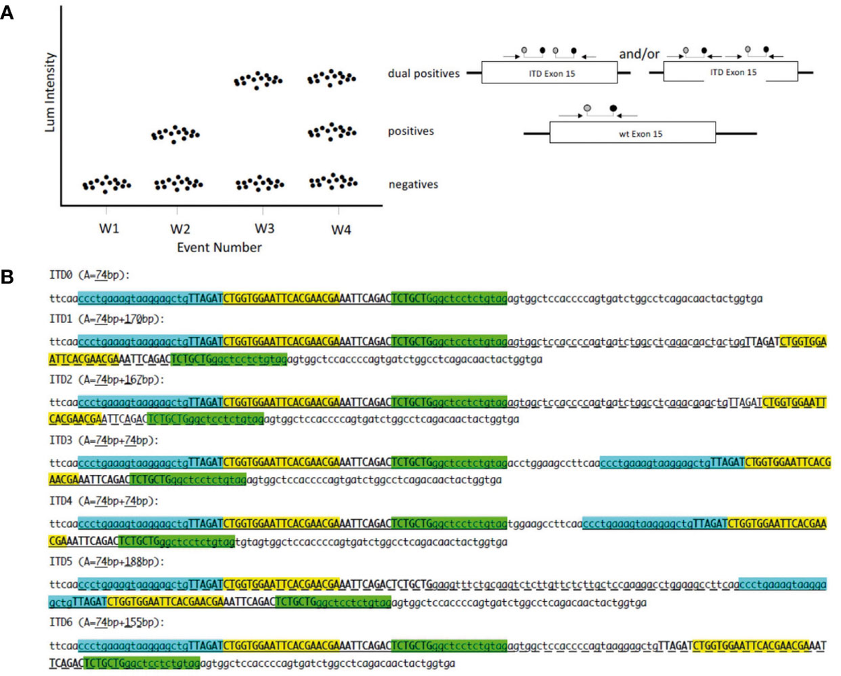 Frontiers | Specific and Sensitive Diagnosis of BCOR-ITD in Various ...