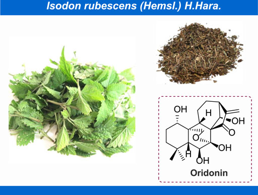 Frontiers | Oridonin: A Review of Its Pharmacology, Pharmacokinetics ...