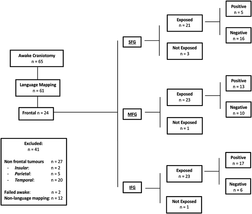 Frontiers | Middle Frontal Gyrus and Area 55b: Perioperative Mapping ...