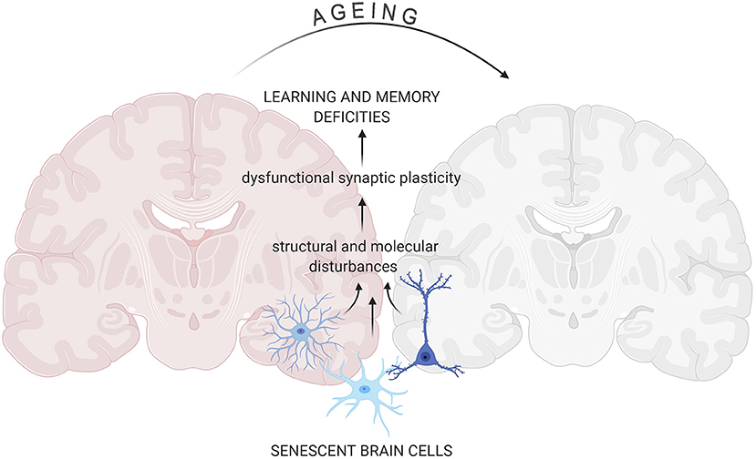 Frontiers | Cellular Senescence in Brain Aging