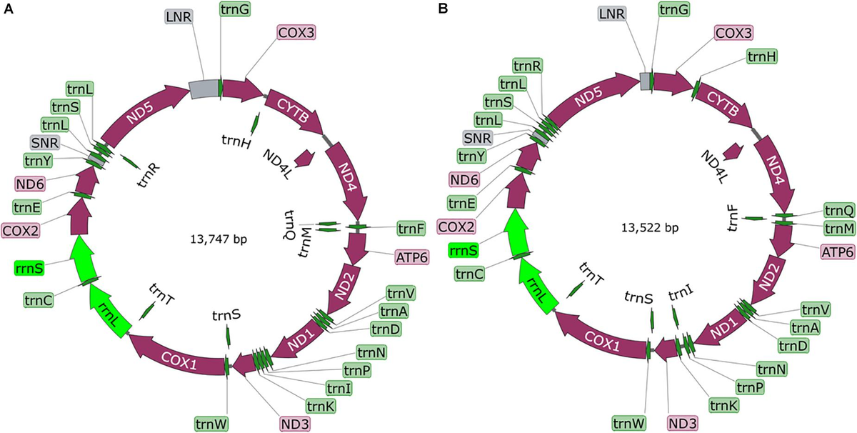 Frontiers | Genetic Evolution and Implications of the Mitochondrial ...