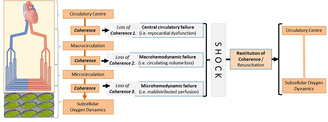 Frontiers | Editorial: Microcirculation Guided/Targeted Resuscitation