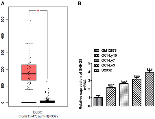 Frontiers | LncRNA SNHG8 Promotes Proliferation and Inhibits Apoptosis ...