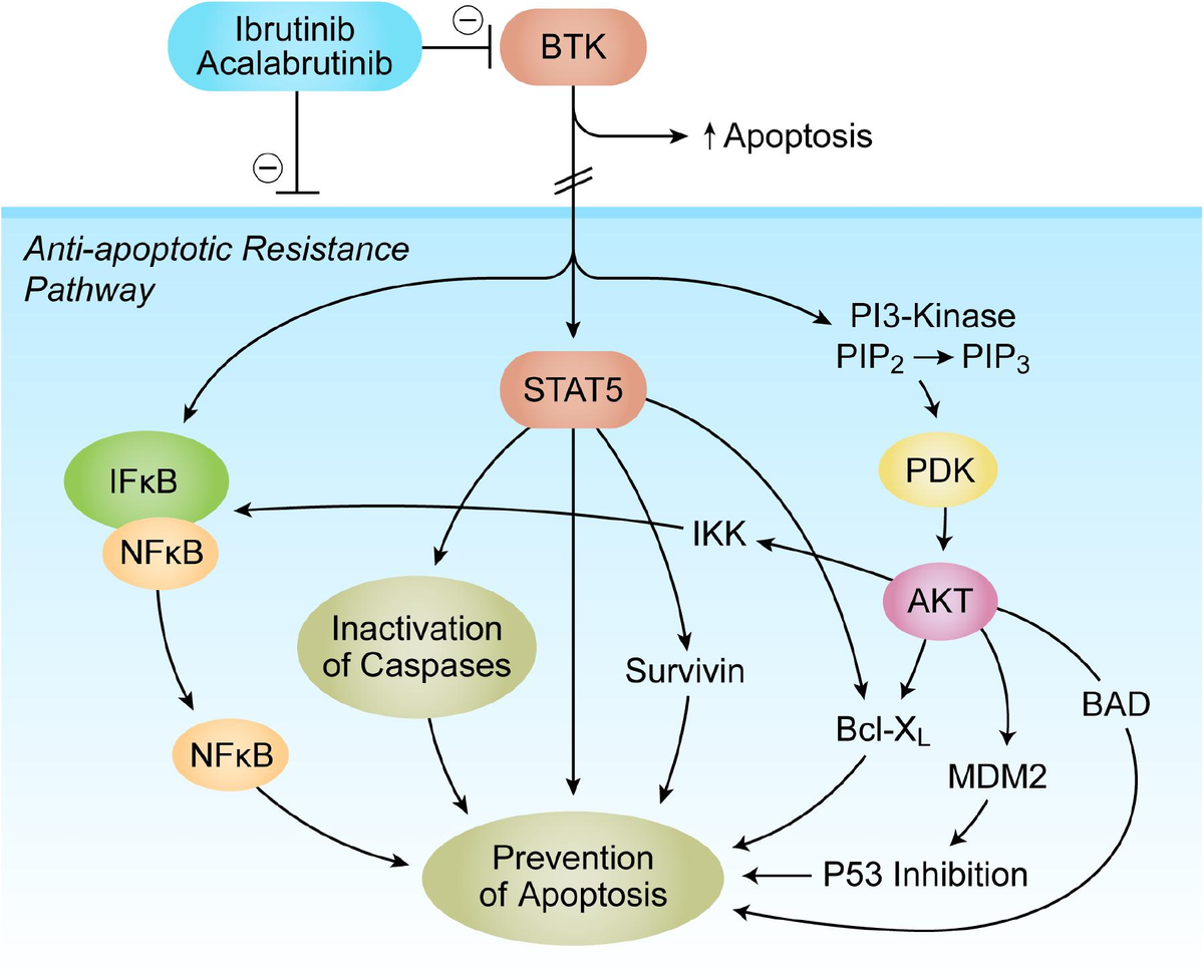 Frontiers | Targeting Solid Tumors With BTK Inhibitors
