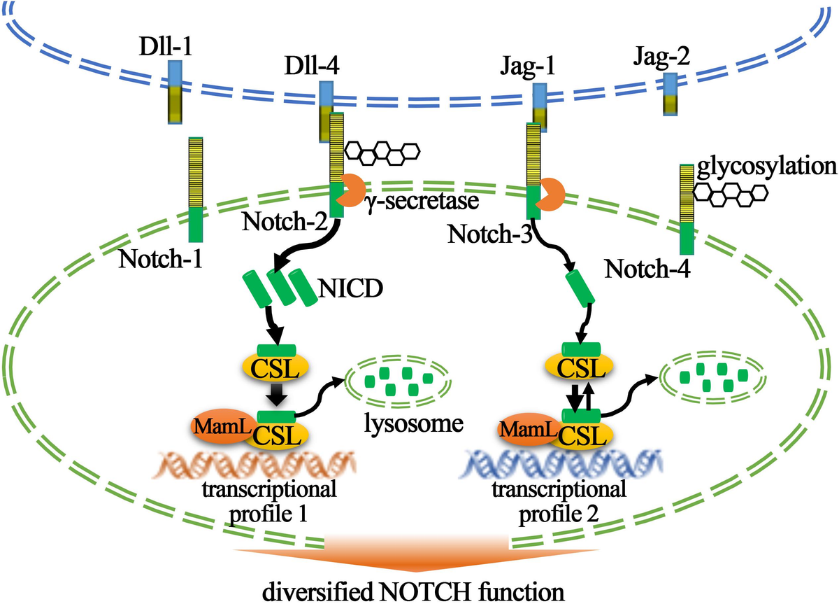 Frontiers | Biological Significance of NOTCH Signaling Strength