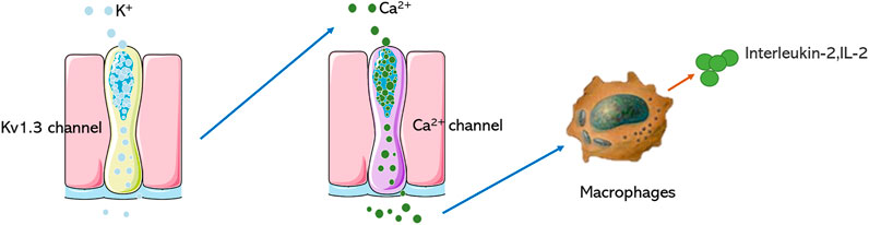 Frontiers | Review on Biological Characteristics of Kv1.3 and Its Role in Liver Diseases
