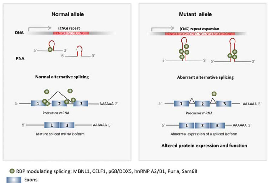 Frontiers | Small non-coding RNAs add complexity to the RNA pathogenic ...