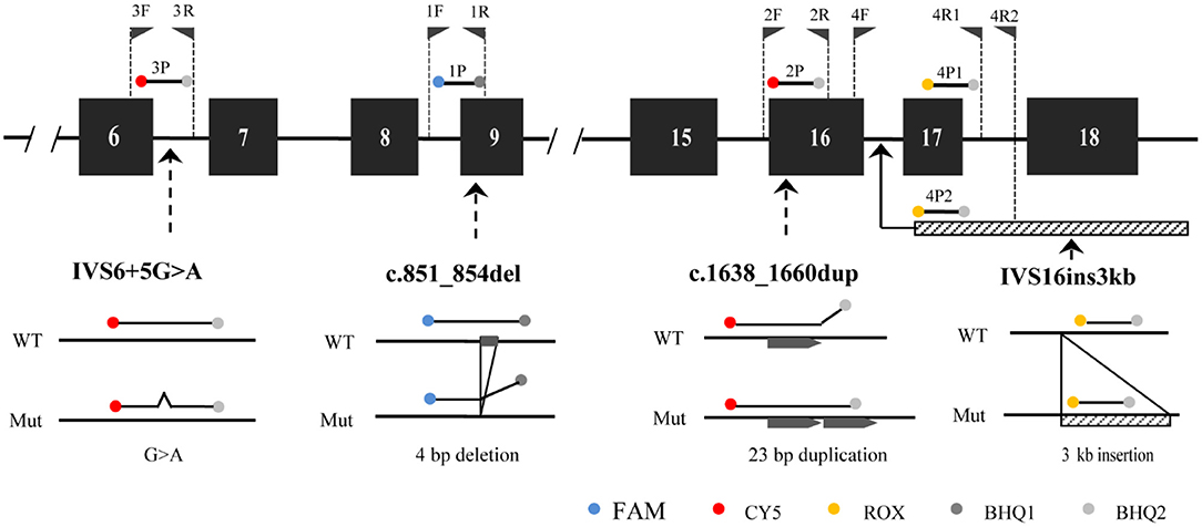 Frontiers | Rapid Genetic Diagnosis of Citrin Deficiency by Multicolor ...