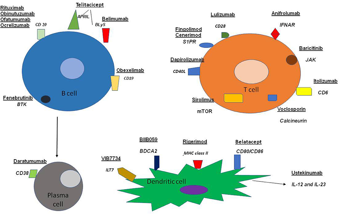 Frontiers | What's New in the Treatment of Systemic Lupus Erythematosus