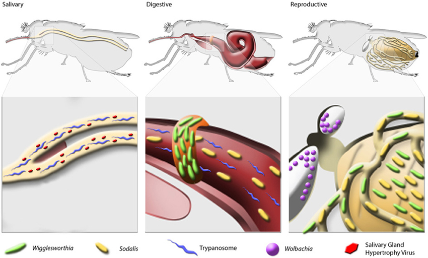 Frontiers | Tsetse fly microbiota: form and function
