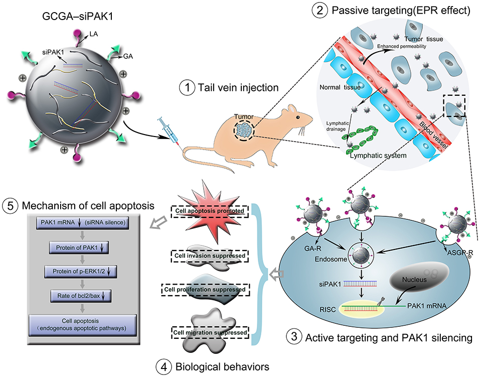 Frontiers | Corrigendum: Dual-Targeting Nanoparticle-Mediated Gene ...