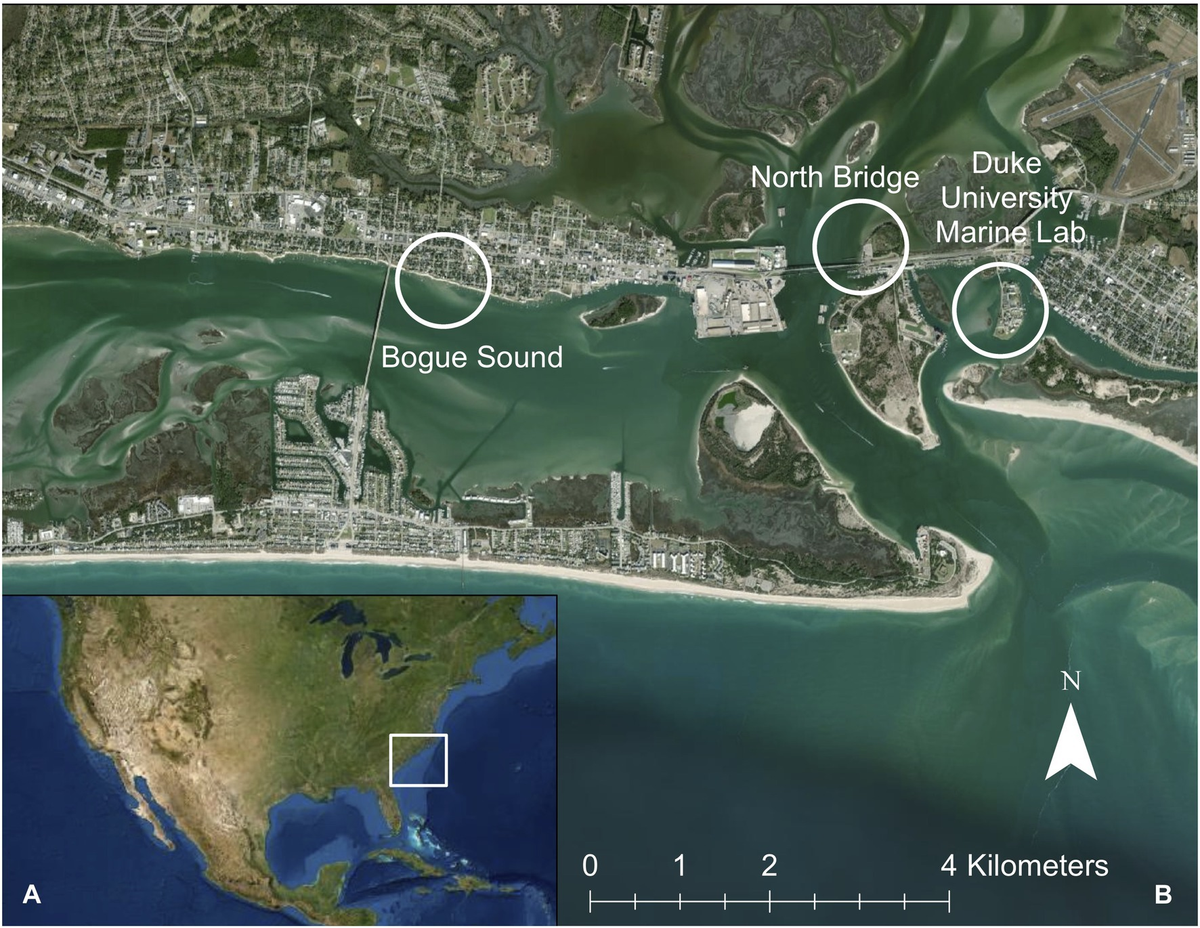 Frontiers | Compositional and Functional Microbiome Variation Between Tubes of an Intertidal ...