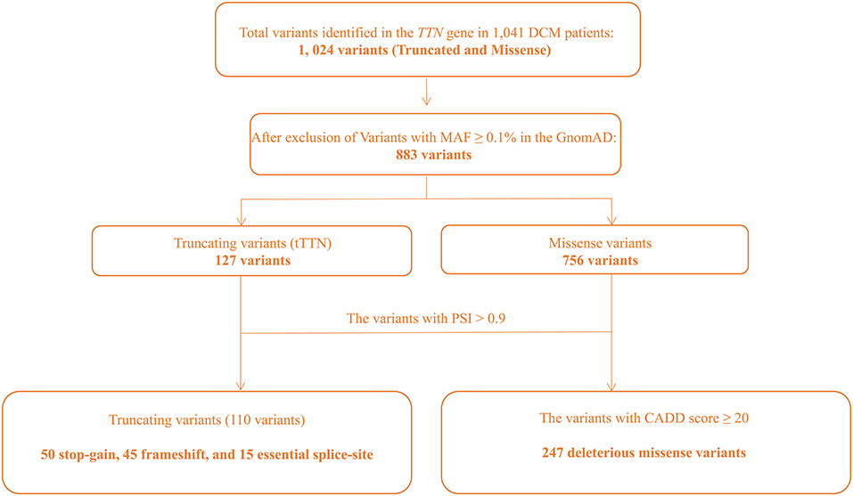 Frontiers | Clinical Significance of Variants in the TTN Gene in a ...